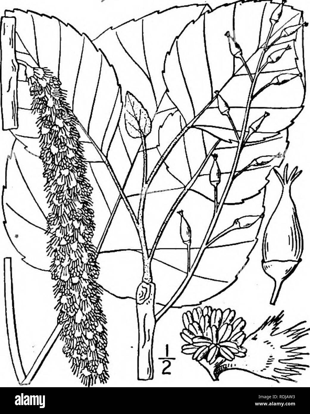 . An illustrated flora of the northern United States, Canada and the ...