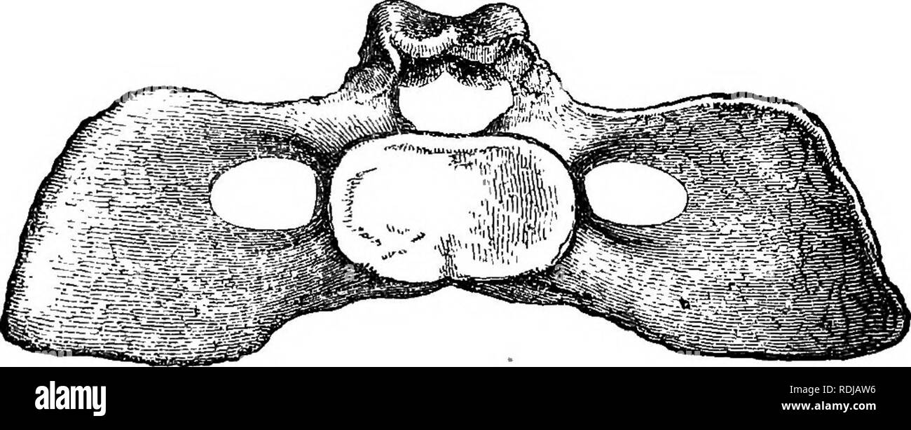 Cervical vertebra in animals hi-res stock photography and images - Alamy