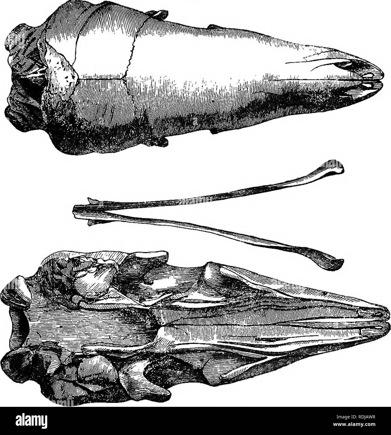 Manis species Cut Out Stock Images & Pictures - Alamy