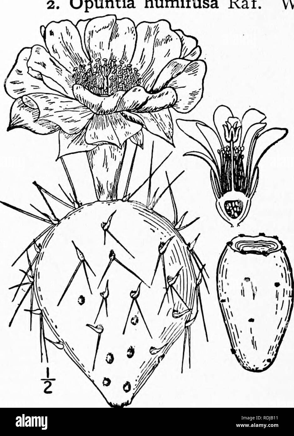 O humifusa hi-res stock photography and images - Alamy