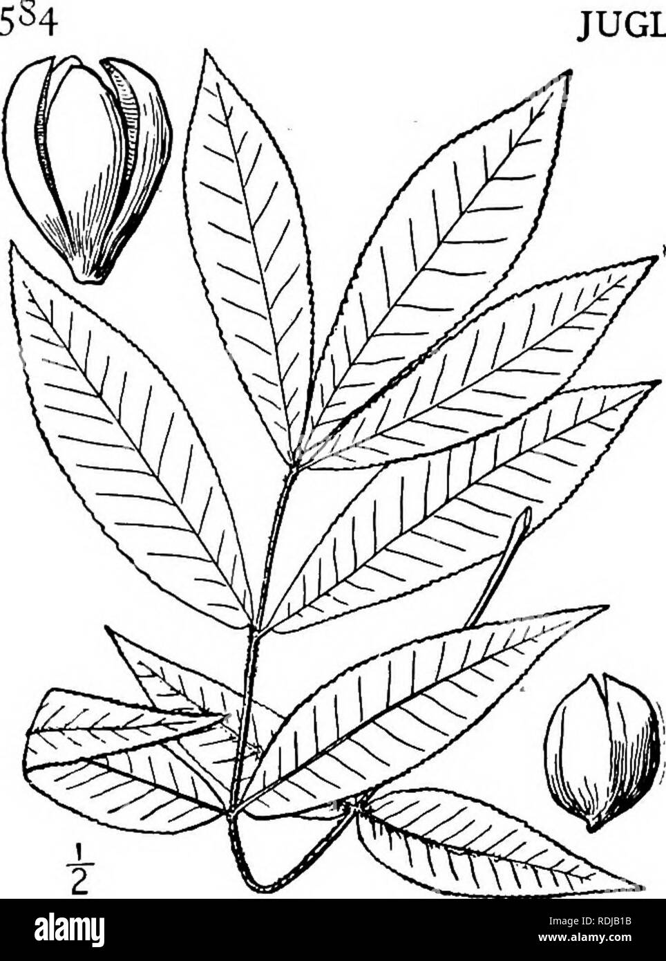 Woolly fig tree hi-res stock photography and images - Alamy