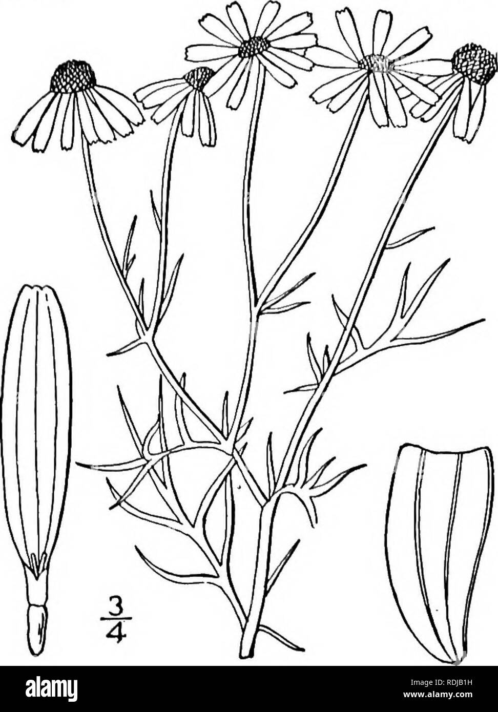 Leaves Are Pinnately Dissected High Resolution Stock Photography and ...