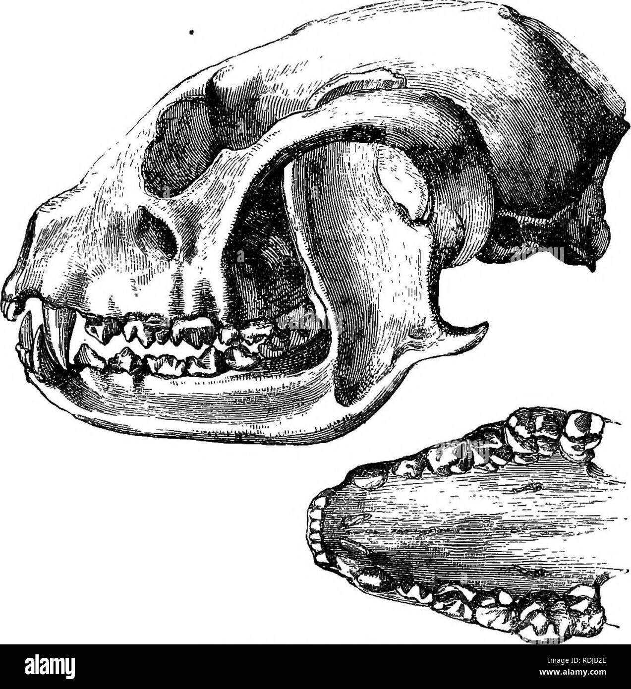 Conical teeth in the upper jaw Black and White Stock Photos & Images ...