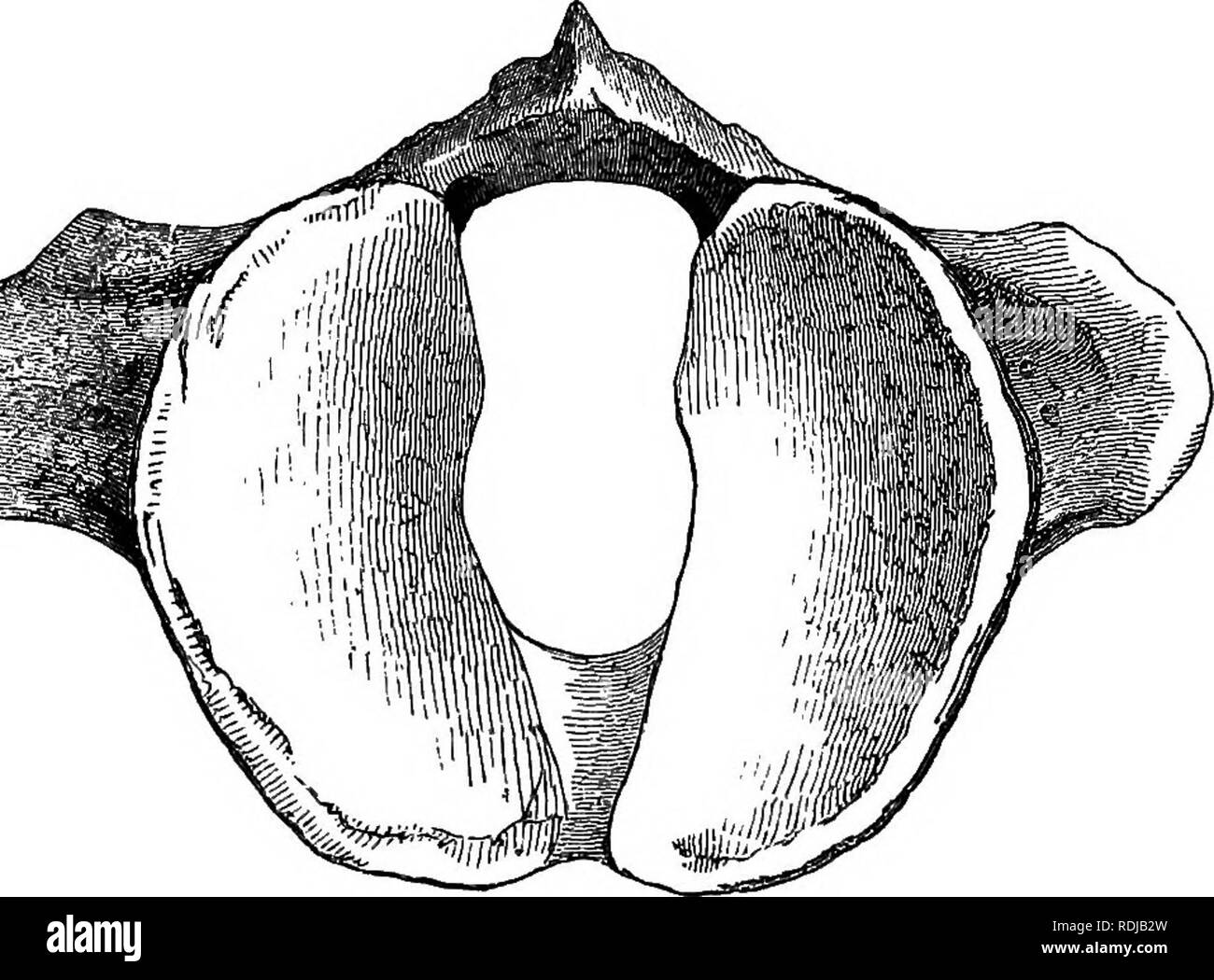 Cervical vertebra in animals hi-res stock photography and images - Alamy