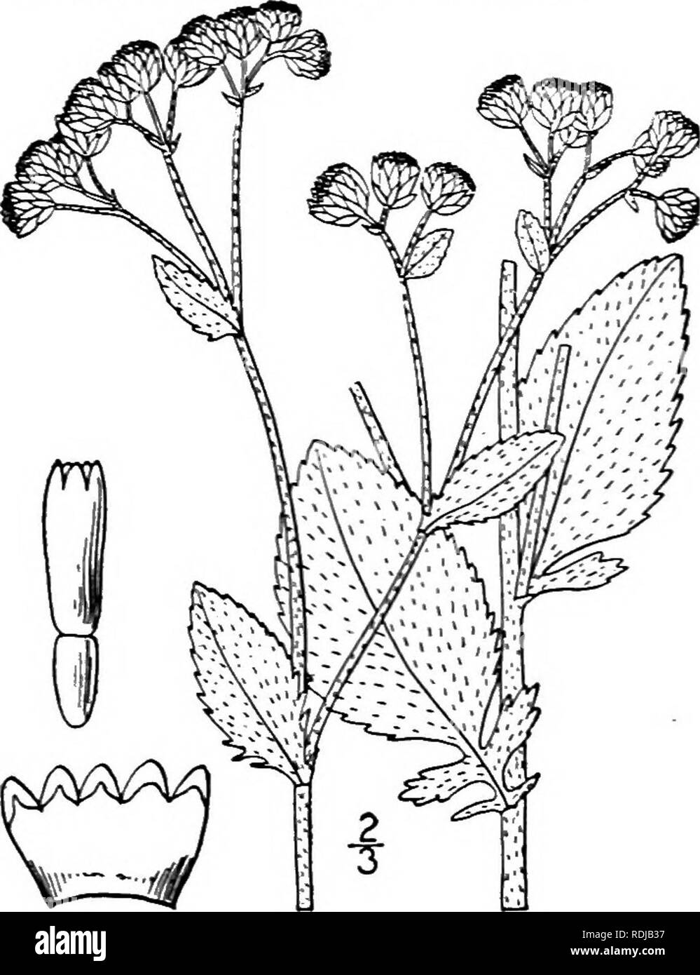 Matricaria parthenium Cut Out Stock Images & Pictures - Alamy