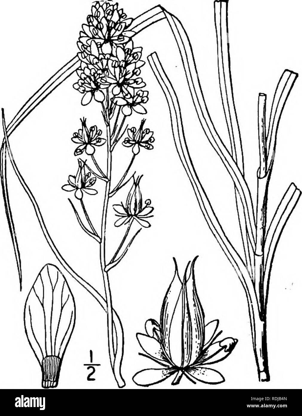 Amianthium Black and White Stock Photos & Images - Alamy