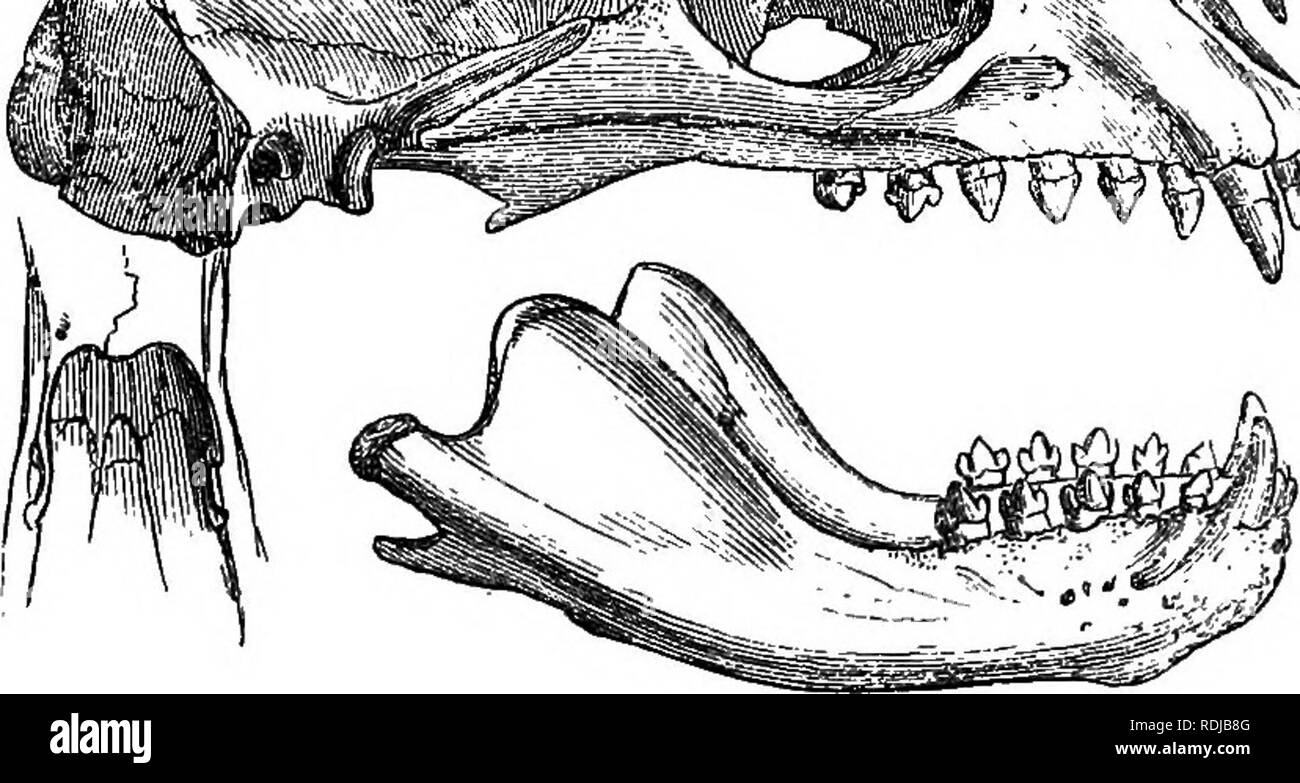 Long legs and elongated toes hi-res stock photography and images - Alamy