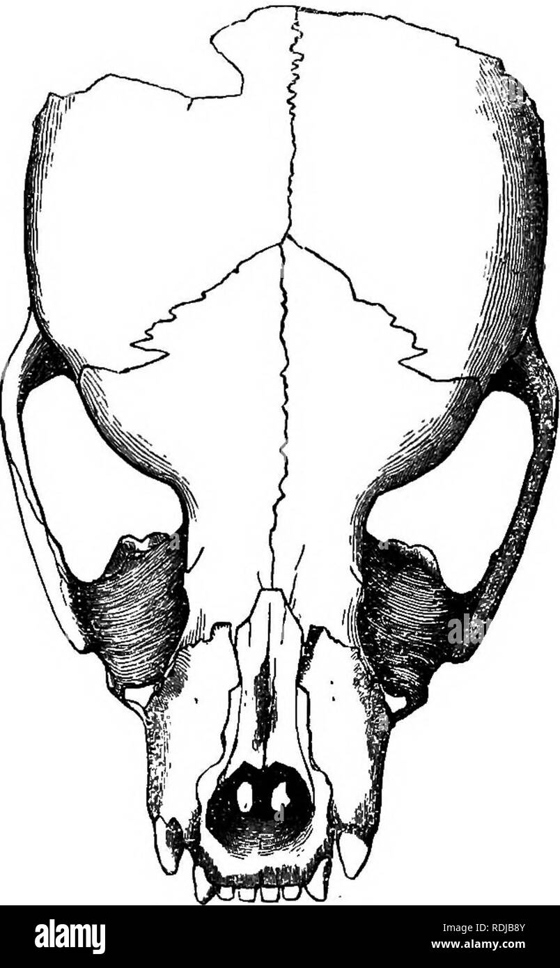 . Catalogue of carnivorous, pachydermatous, and edentate Mammalia in ...