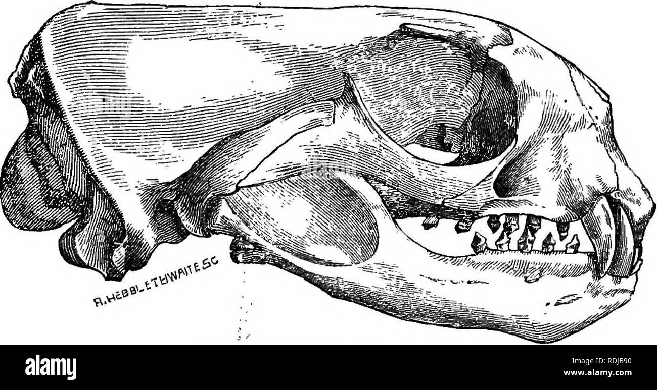 Red hair behind short Black and White Stock Photos & Images - Alamy