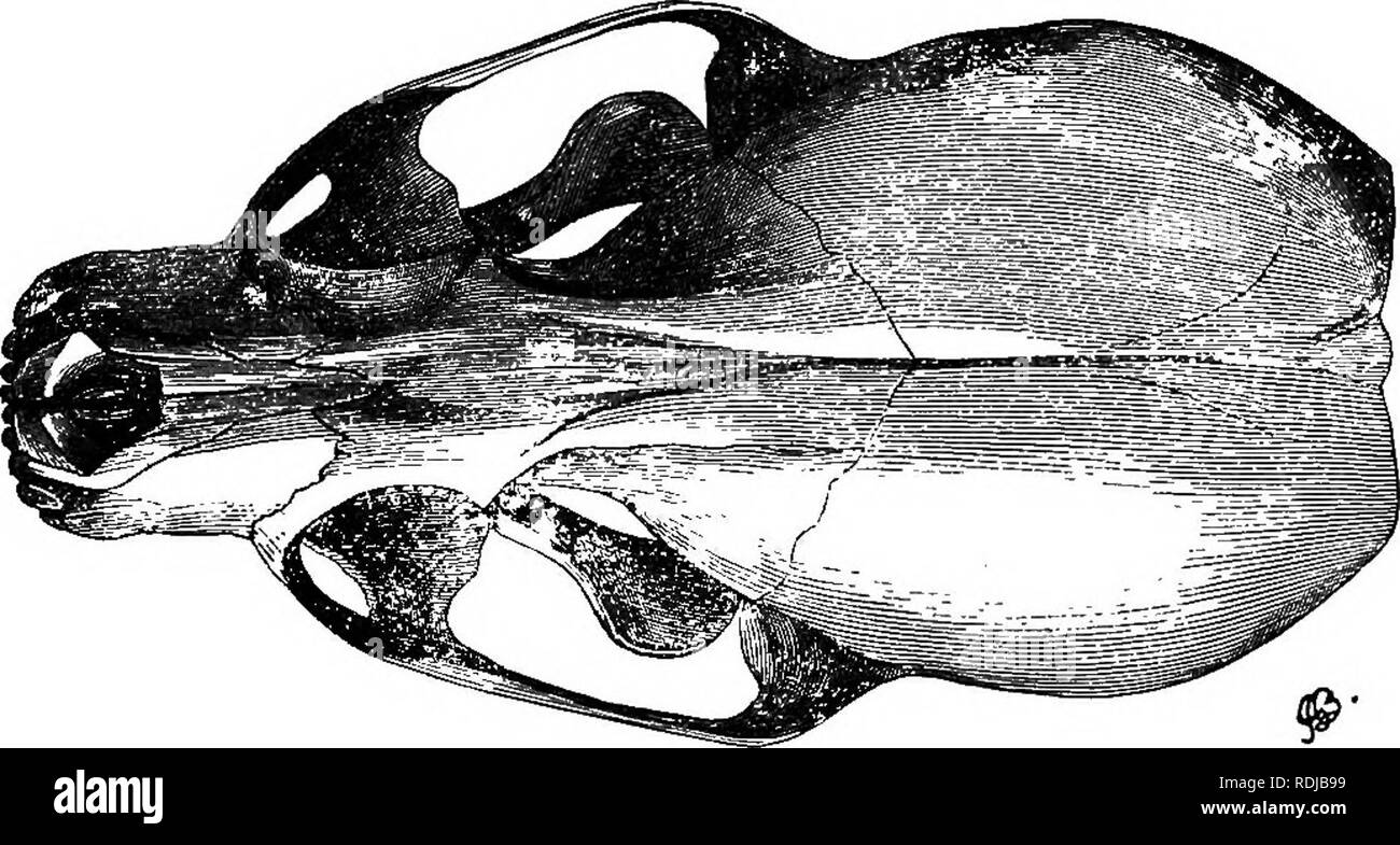 Long on the tooth Black and White Stock Photos & Images - Alamy