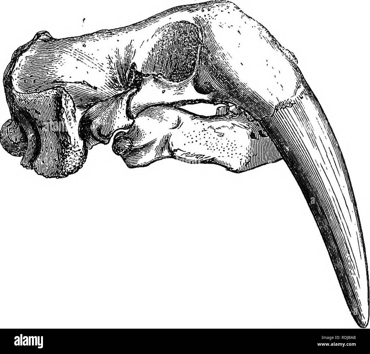 Truncated Tail High Resolution Stock Photography and Images - Alamy