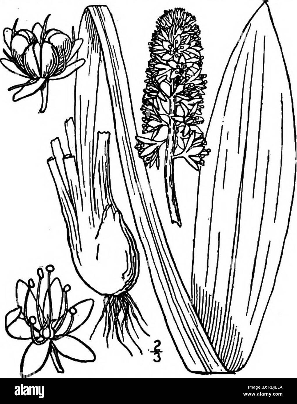 Setifolium hi-res stock photography and images - Alamy