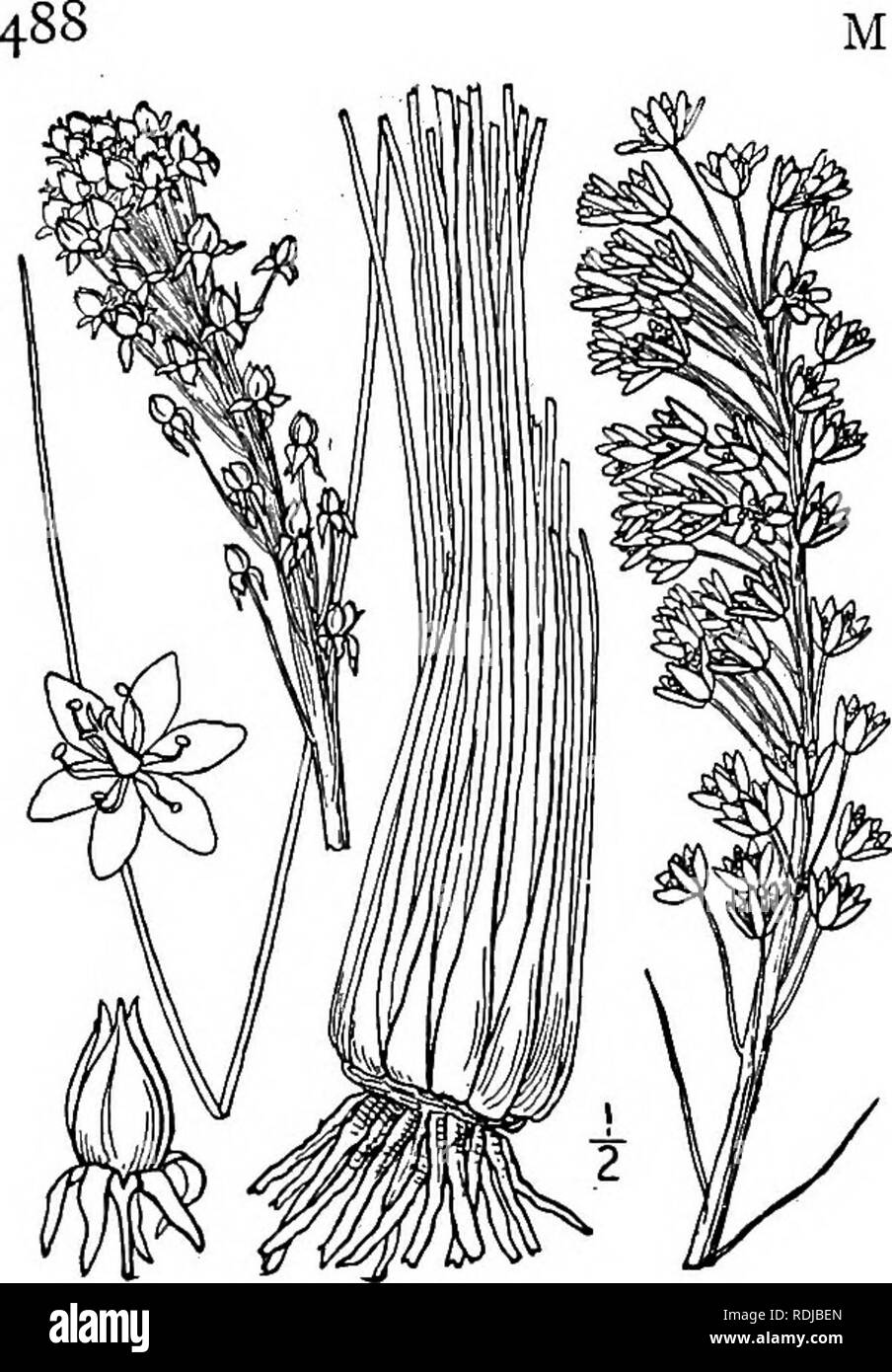 Xerophyllum asphodeloides Black and White Stock Photos & Images - Alamy