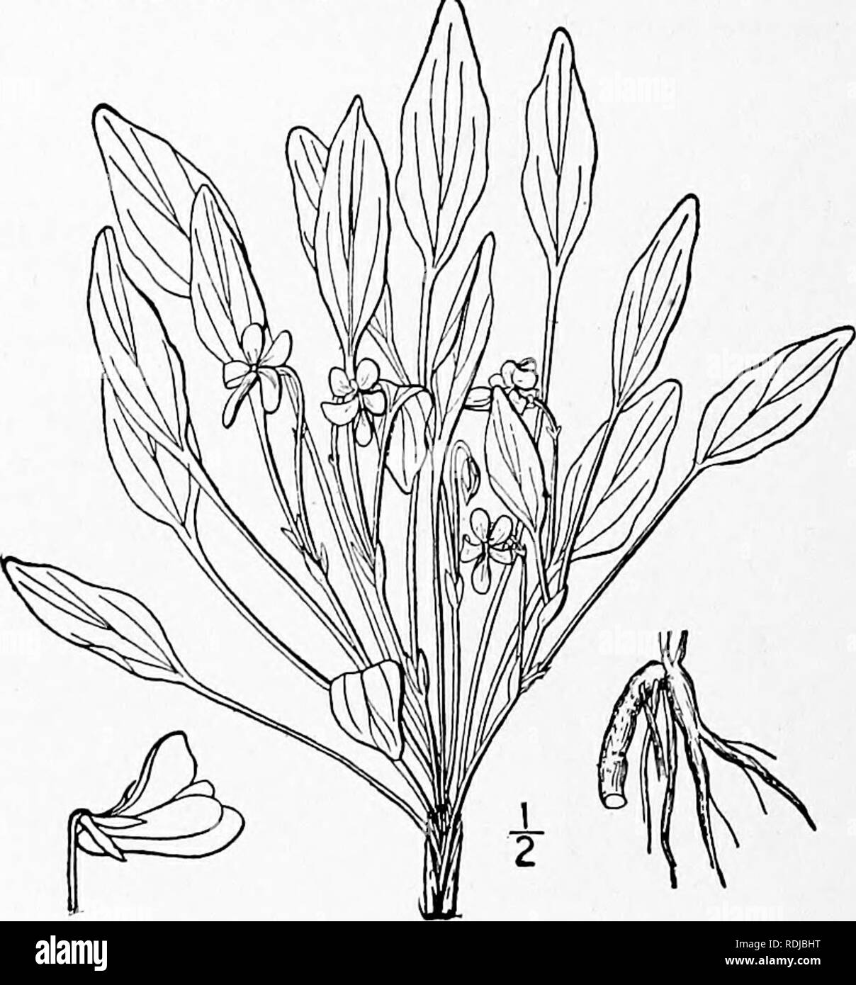 Spear shaped leaves Black and White Stock Photos & Images - Alamy