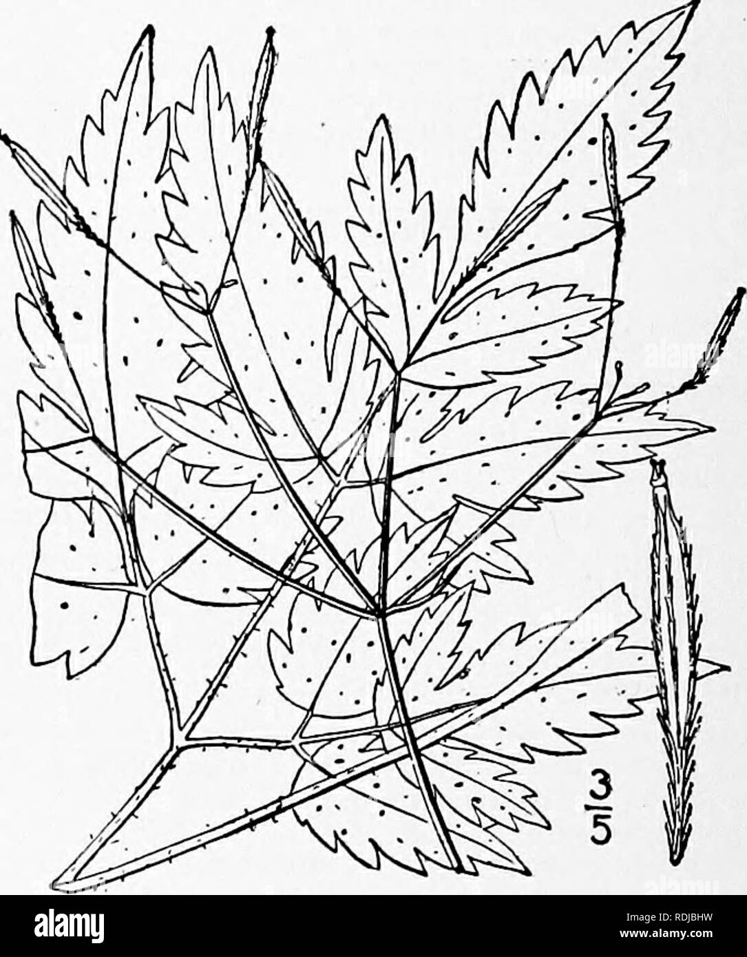 Ovate lanceolate leaf Black and White Stock Photos & Images - Alamy