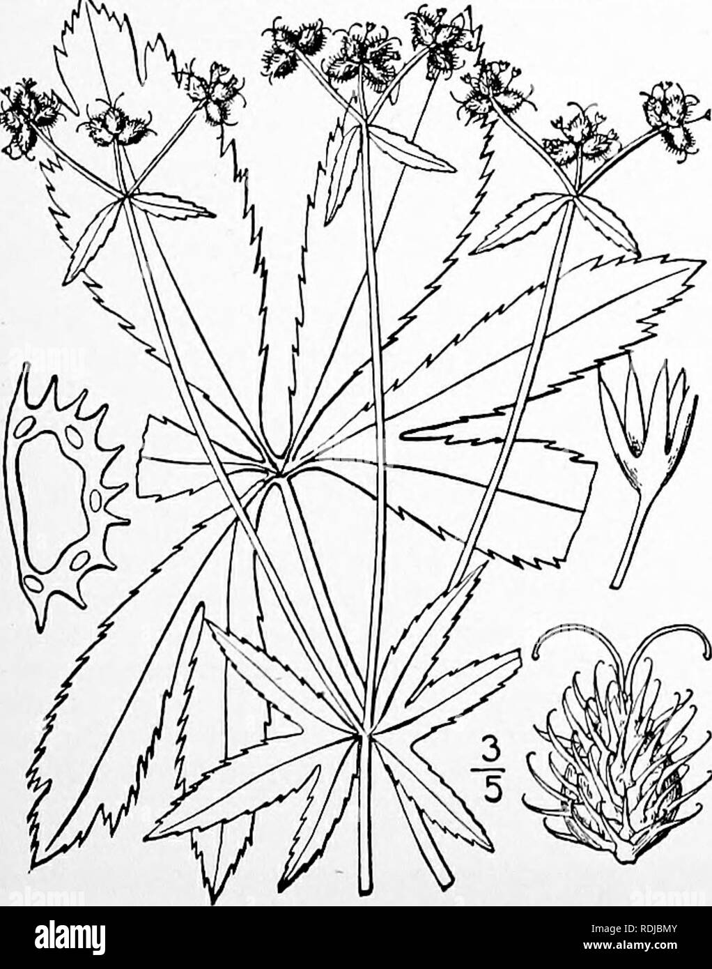 Basal rooting Black and White Stock Photos & Images - Alamy