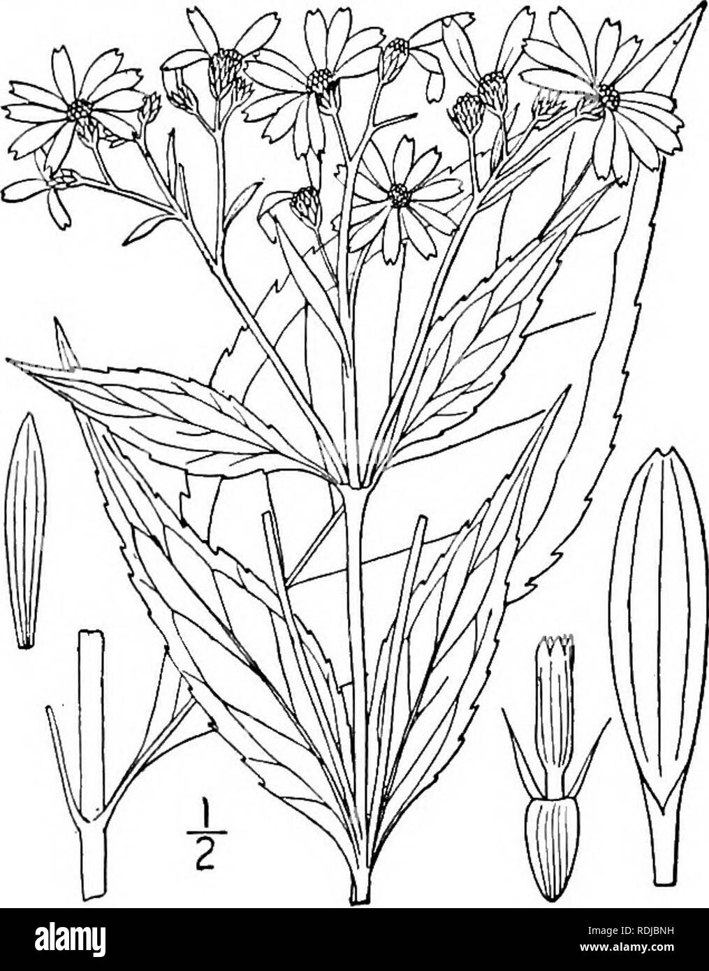 Verbesina occidentalis hi-res stock photography and images - Alamy