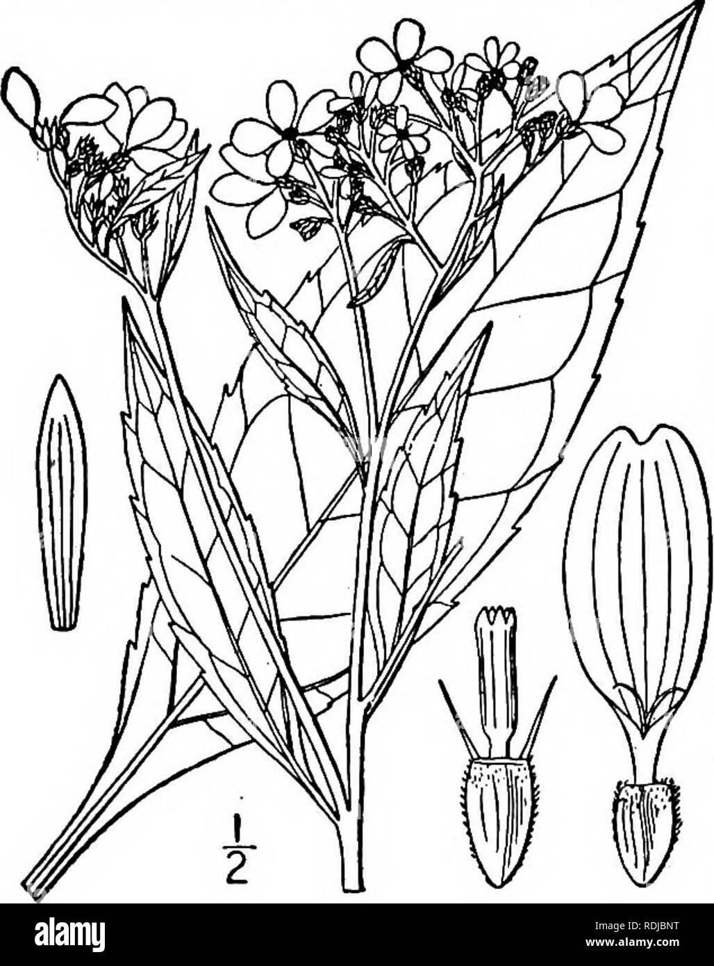 Virginia crownbeard hi-res stock photography and images - Alamy