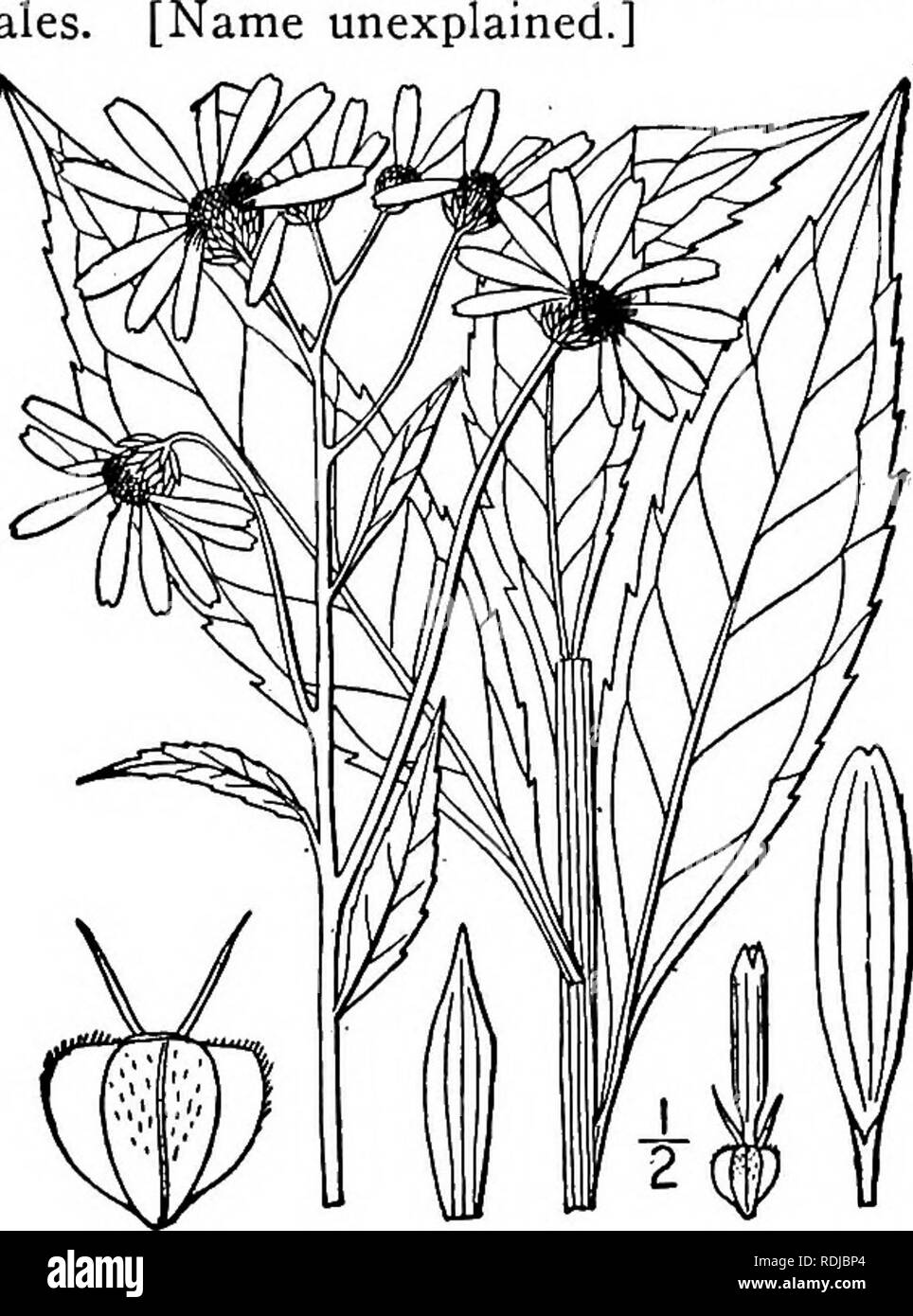 Flat achenes hi-res stock photography and images - Alamy