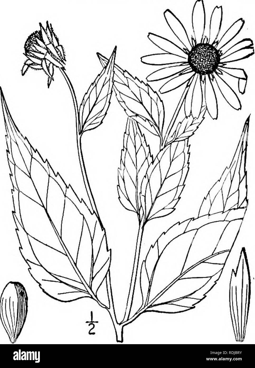 Helianthus helianthus sp Black and White Stock Photos & Images - Alamy