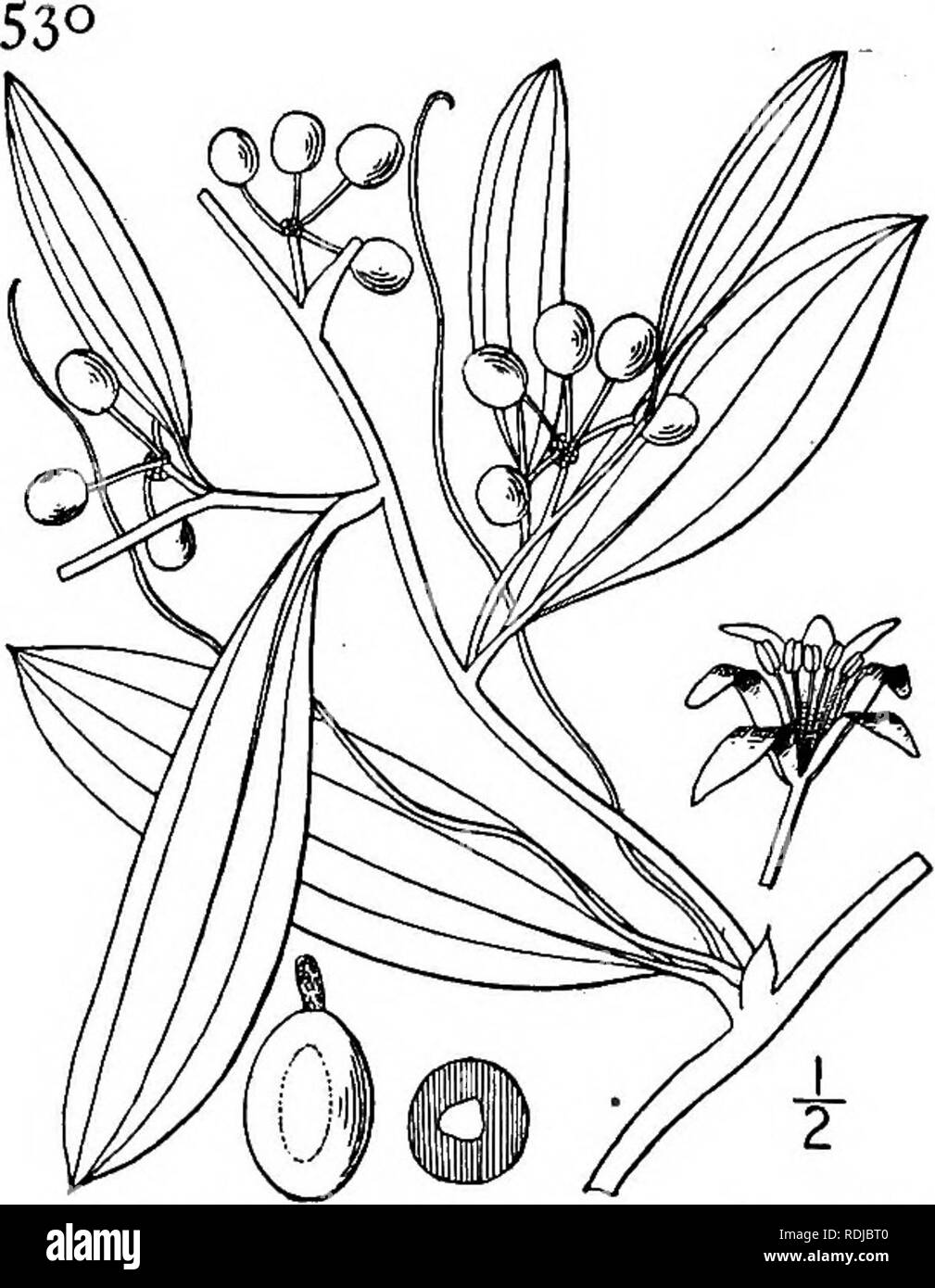 Smilax laurifolia Black and White Stock Photos & Images - Alamy