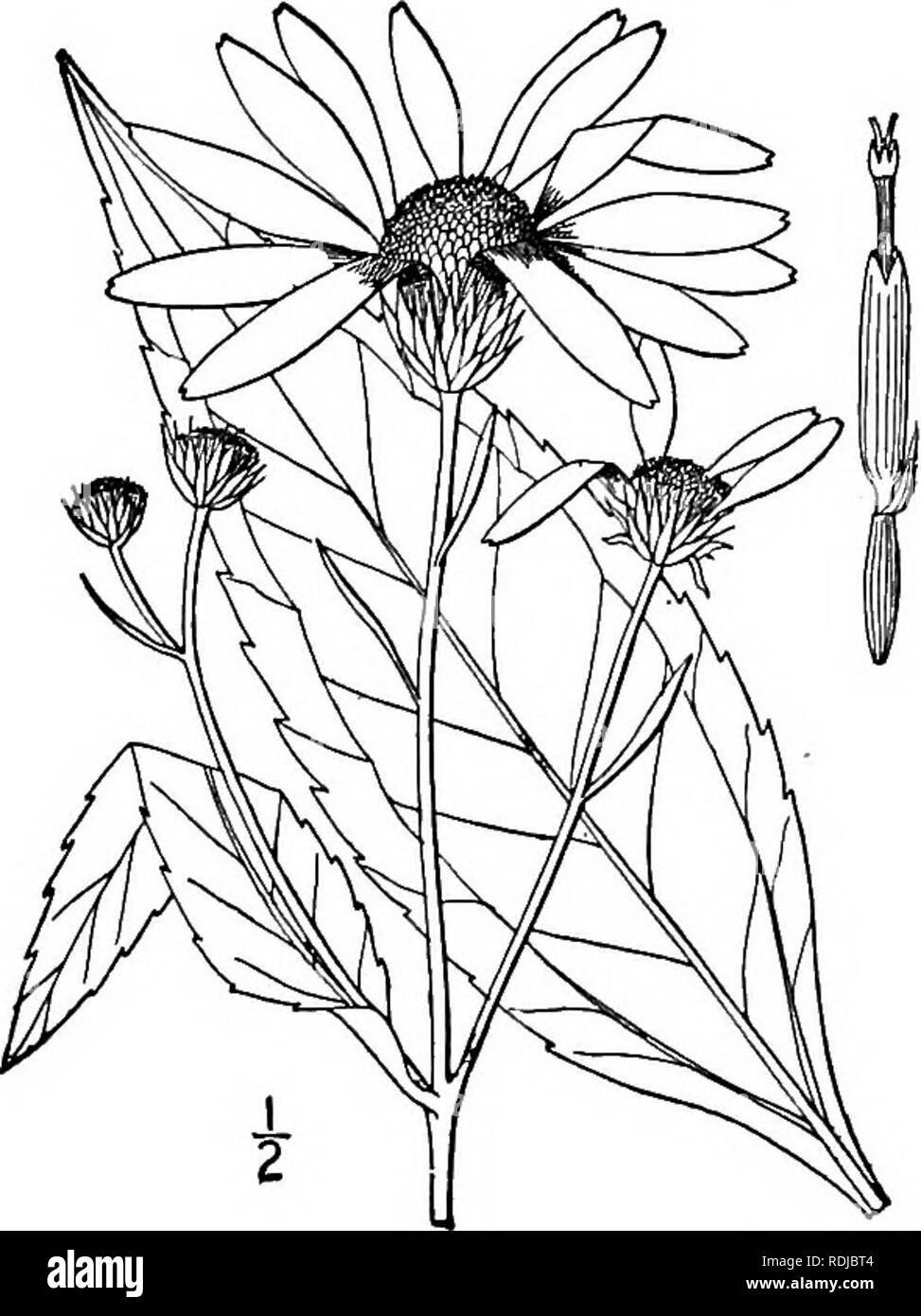 Lara flower hi-res stock photography and images - Alamy