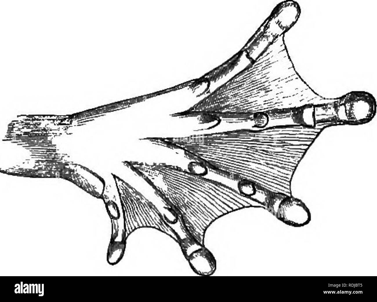 . Catalogue of the Batrachia Salientia s. Ecaudata in the collection of ...