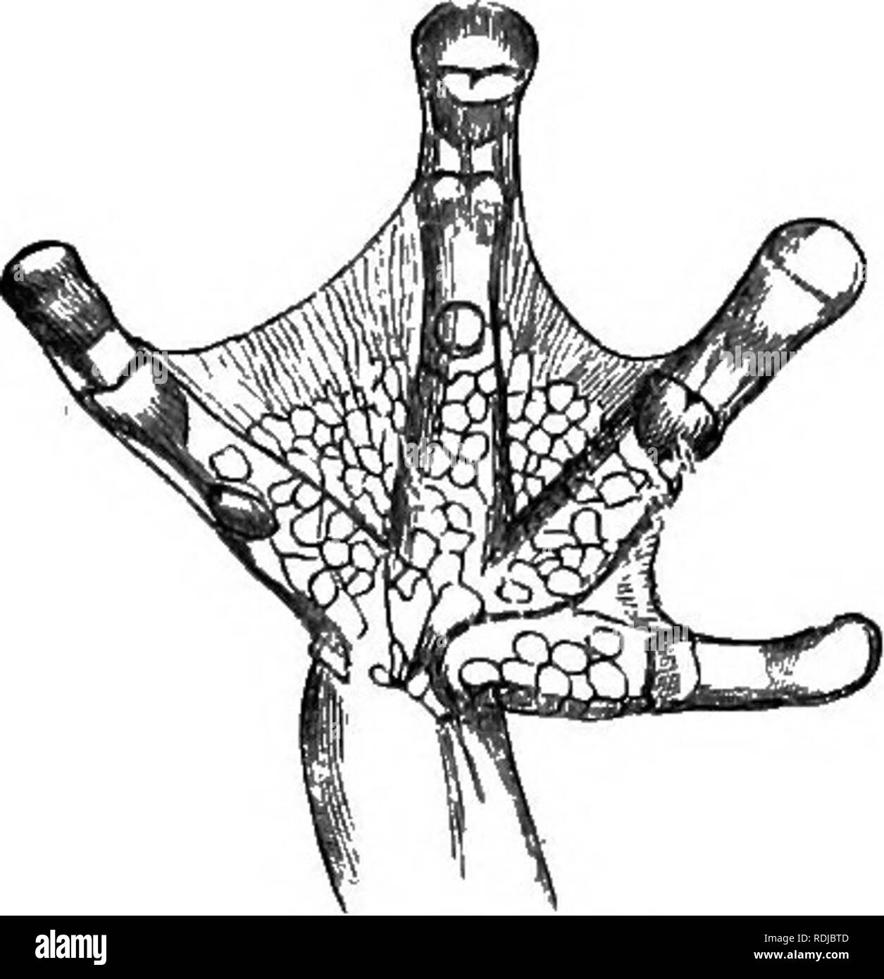 Slightly Webbed Fingers