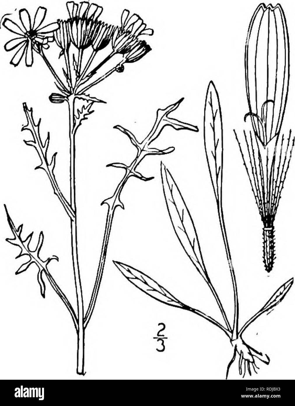 Woolly weed Cut Out Stock Images & Pictures - Alamy