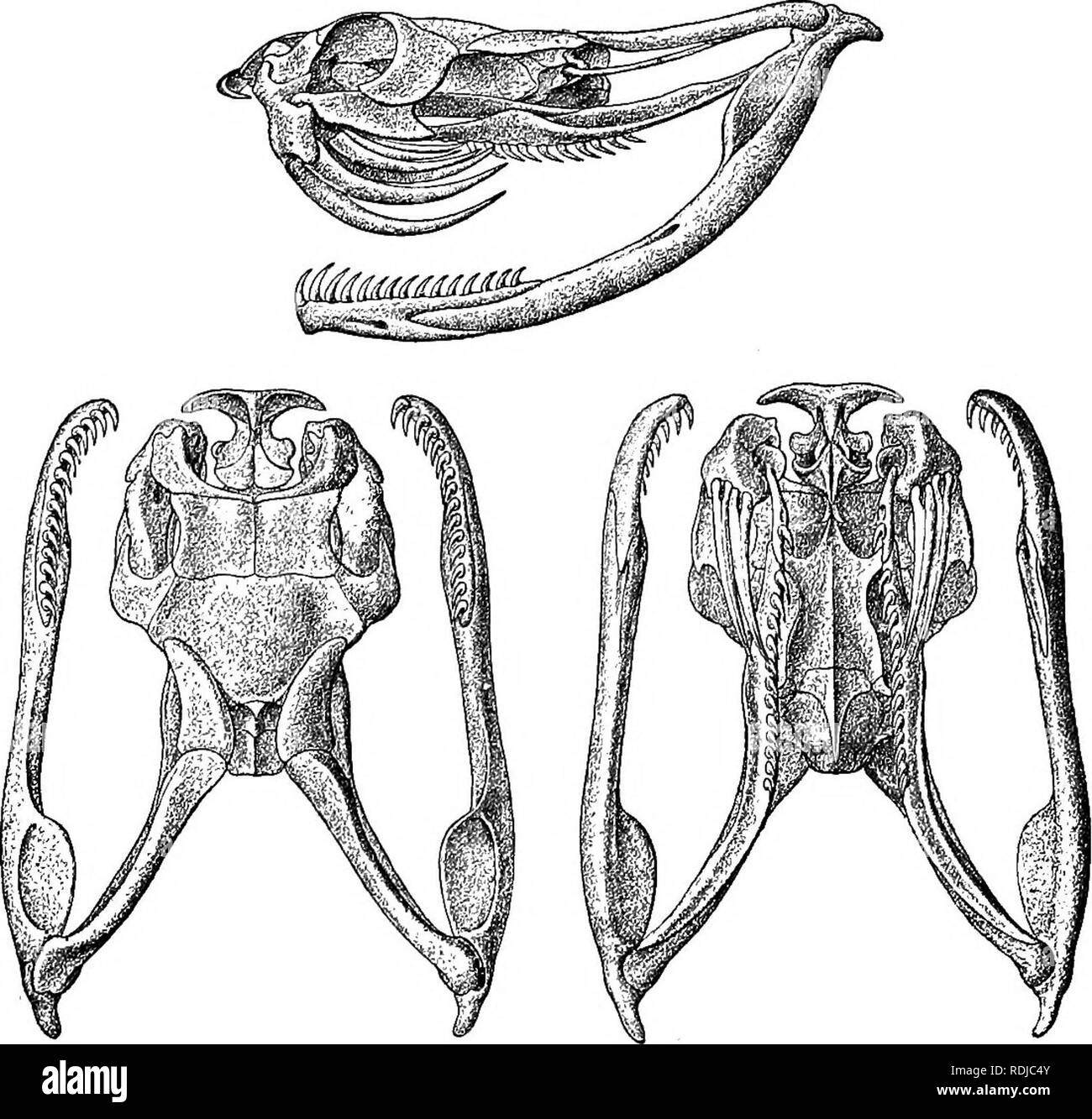 Bum font hi-res stock photography and images - Alamy