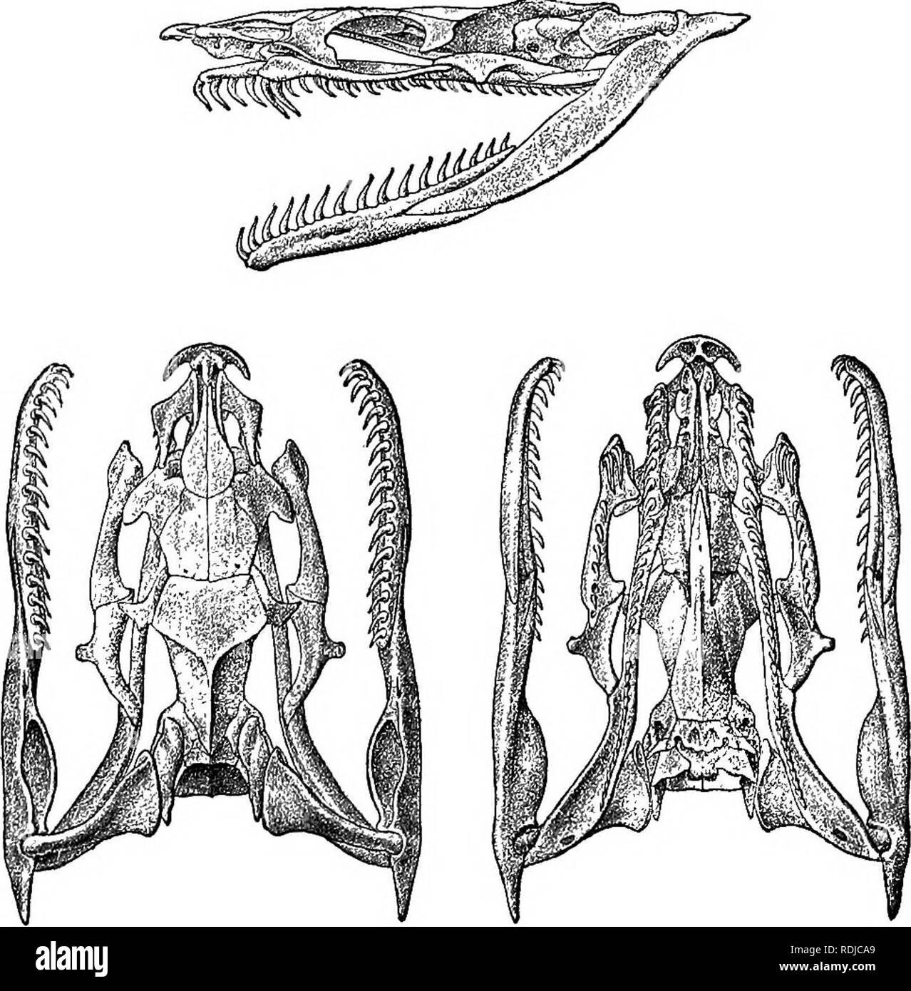 . Catalogue of the snakes in the British Museum (Natural History ...
