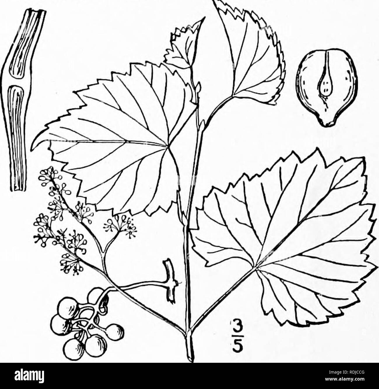 Vitis rupestris Black and White Stock Photos & Images - Alamy