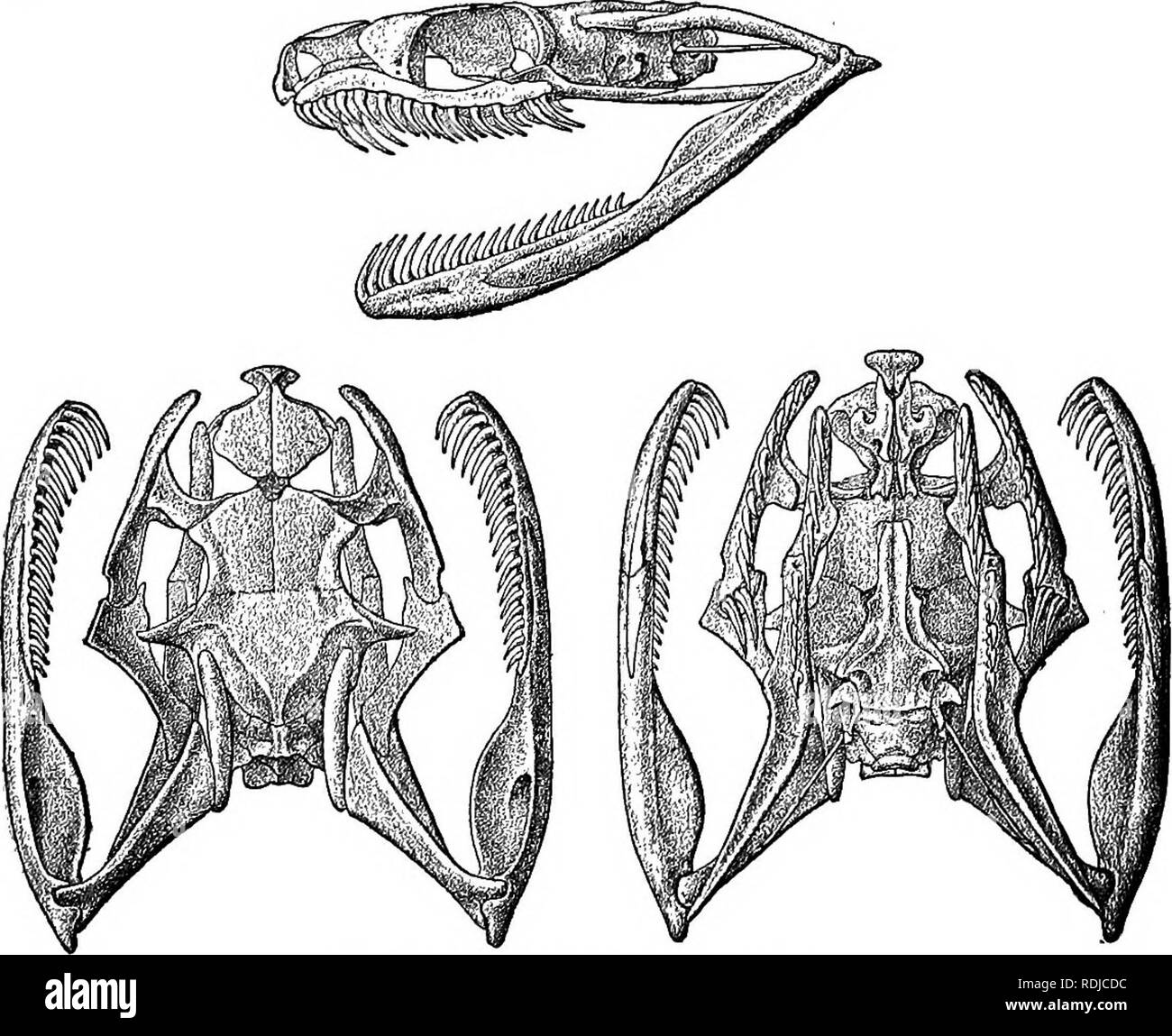 . Catalogue of the snakes in the British Museum (Natural History ...
