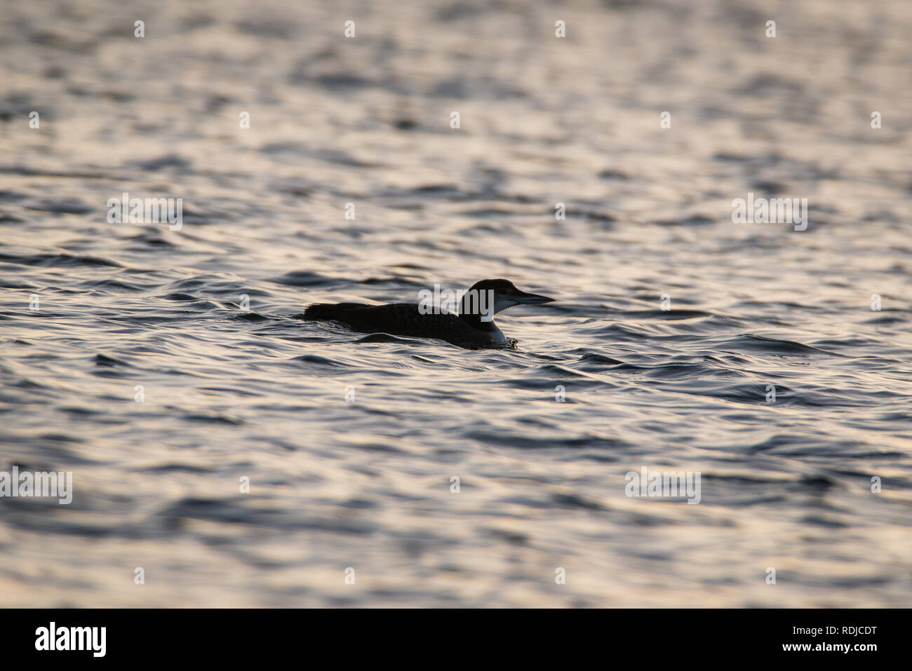Great Northern Diver, Pitsford Water, Northampton Stock Photo - Alamy