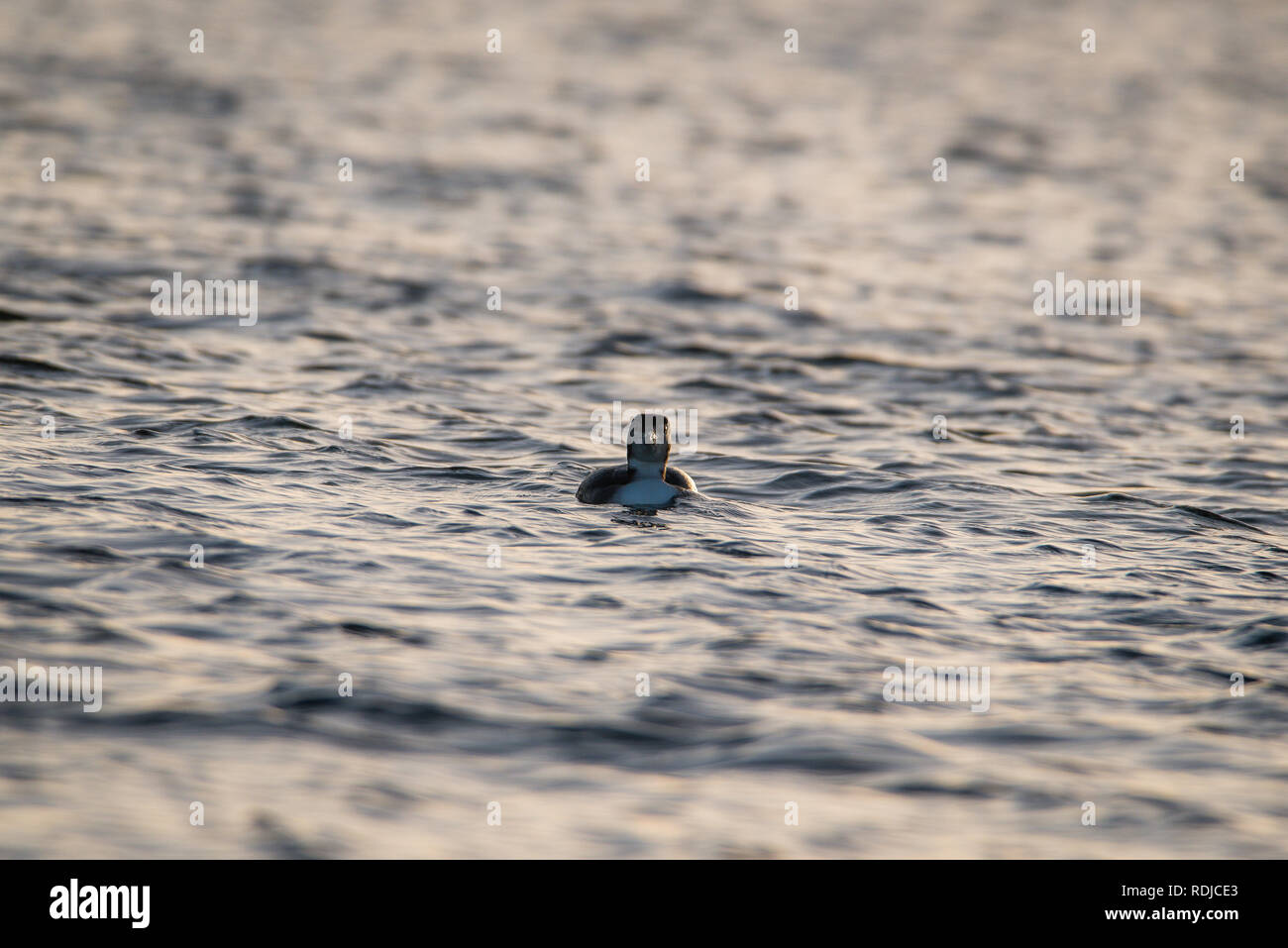 Great Northern Diver, Pitsford Water, Northampton Stock Photo - Alamy
