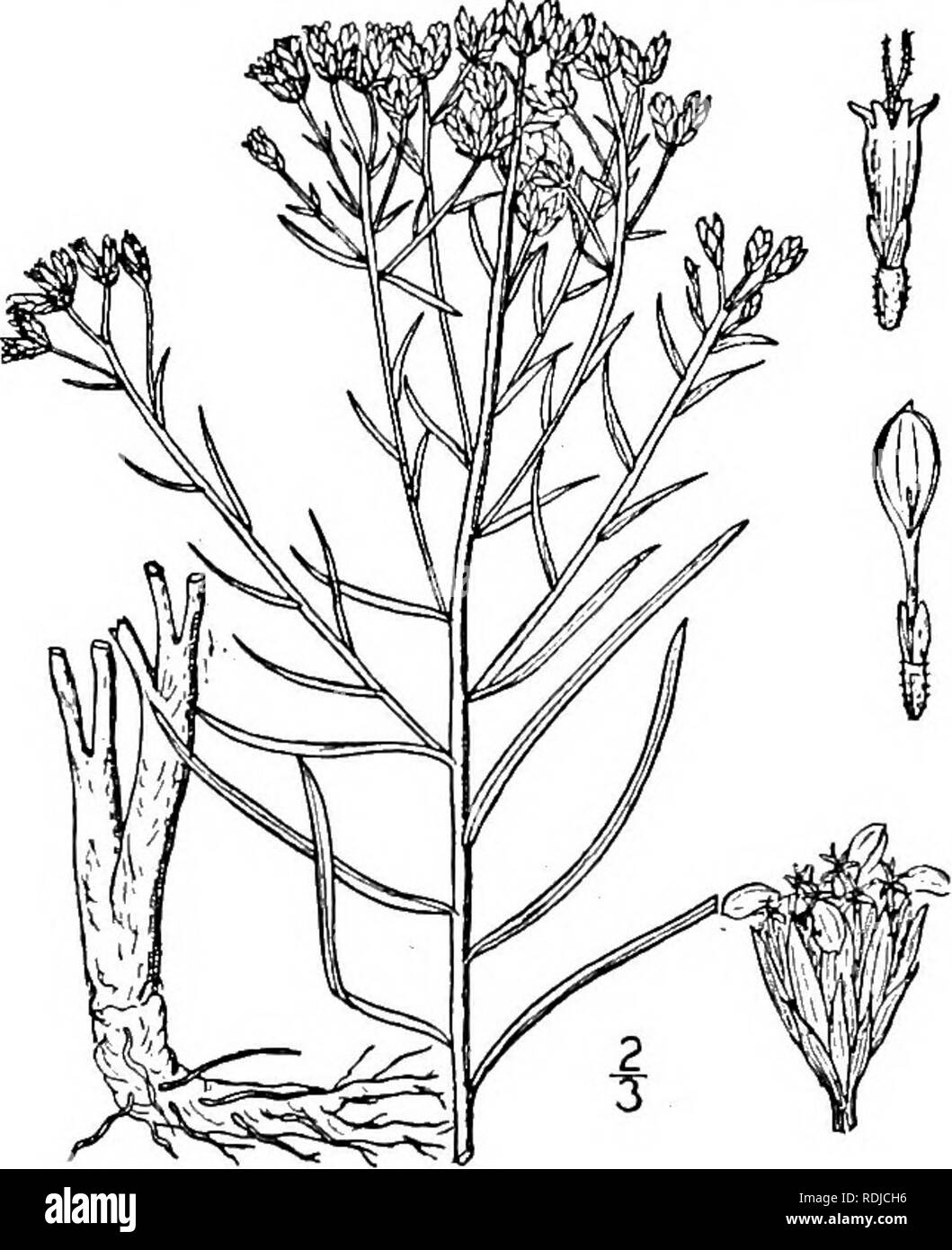 Flat achenes hi-res stock photography and images - Alamy