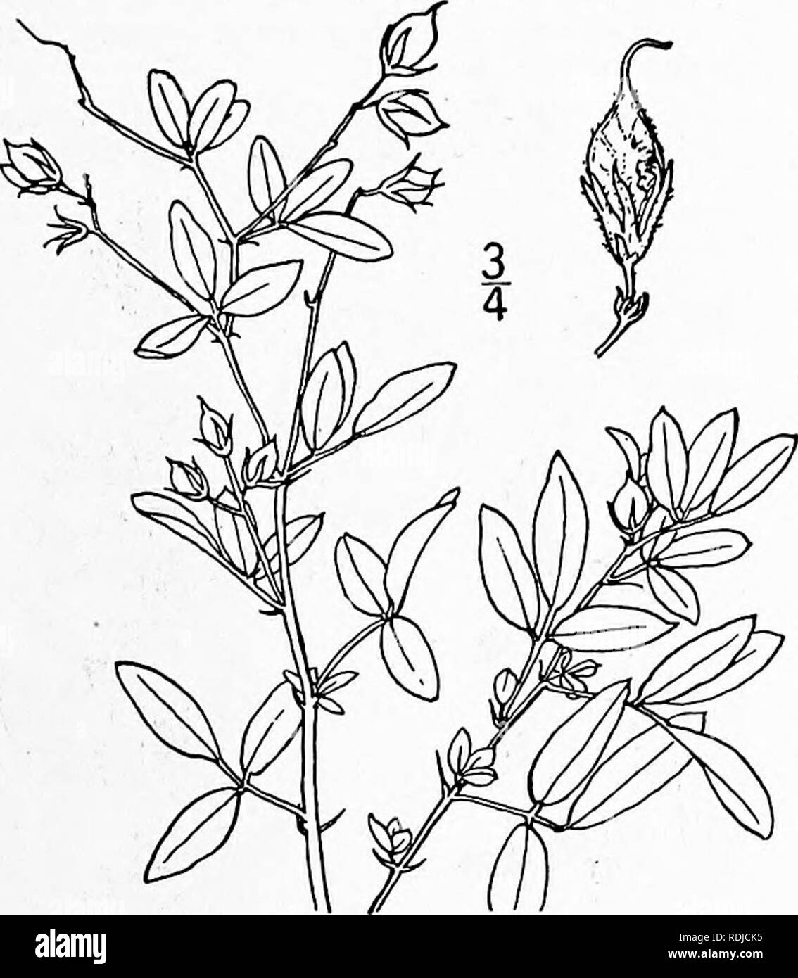 Mucronate Black and White Stock Photos & Images - Alamy