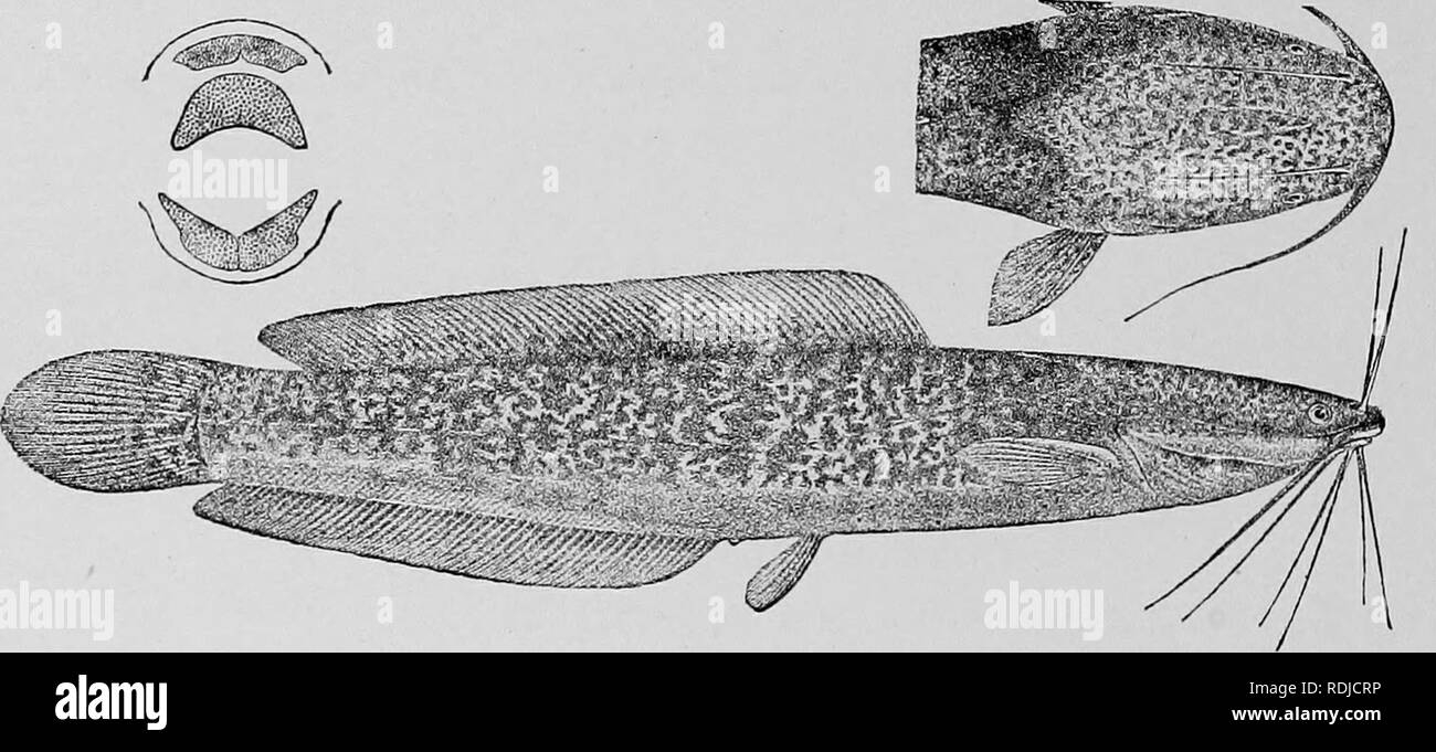 S xi xviii hi-res stock photography and images - Alamy