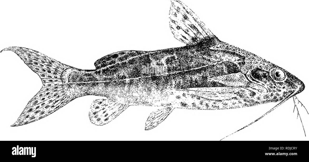 Maxillary barbel hi-res stock photography and images - Alamy