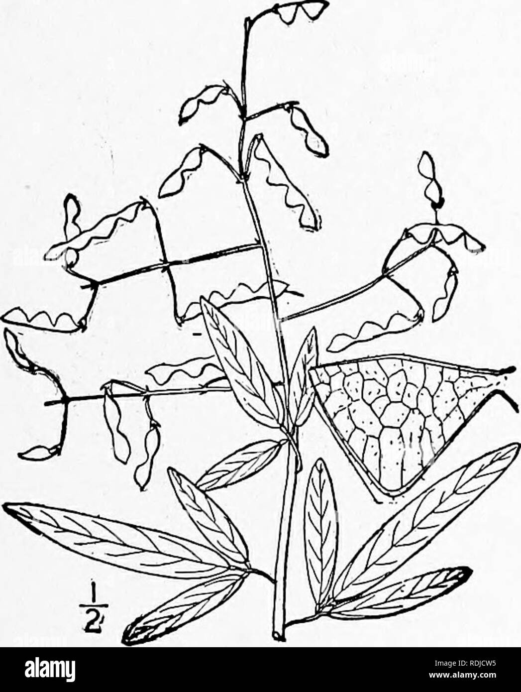 Desmodium desmodium sp hi-res stock photography and images - Alamy