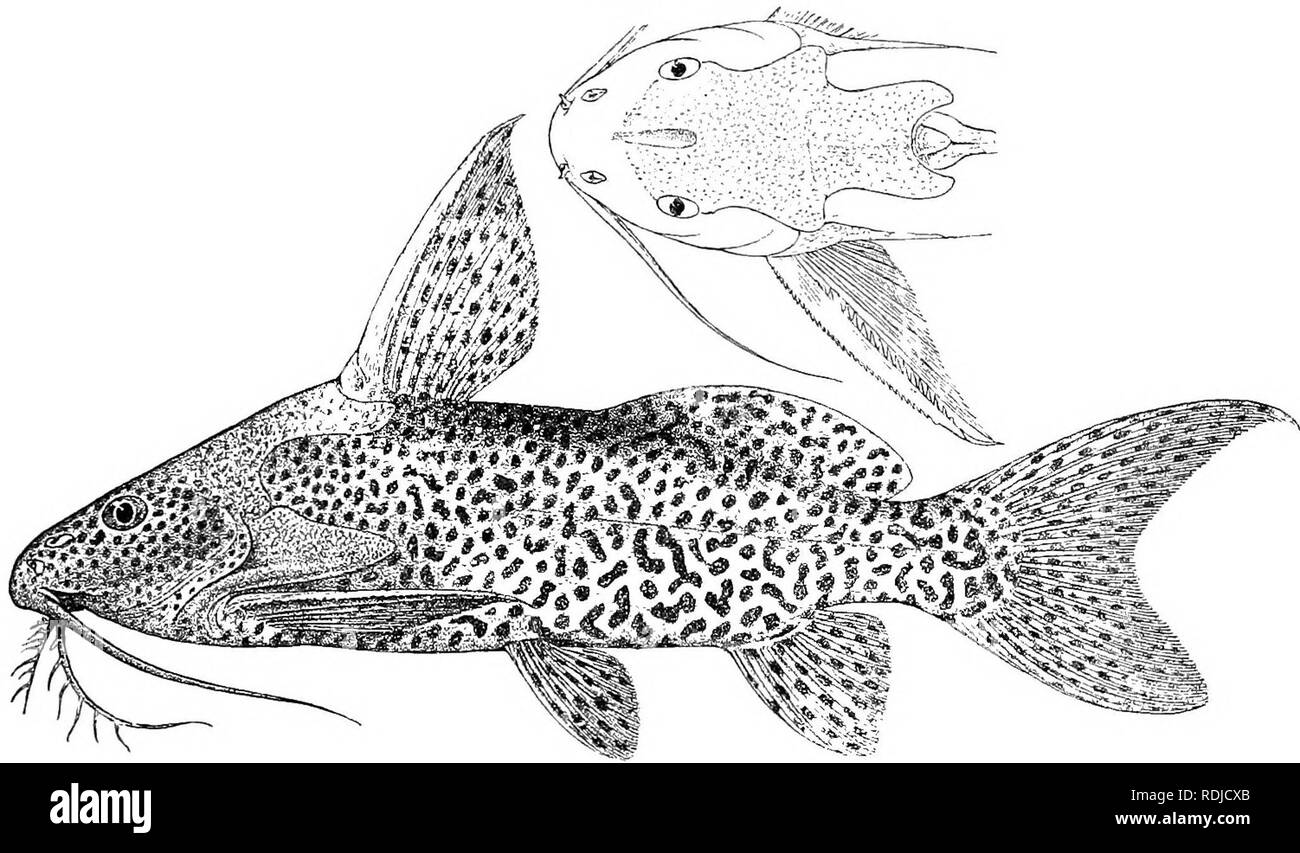 Maxillary barbel hi-res stock photography and images - Alamy