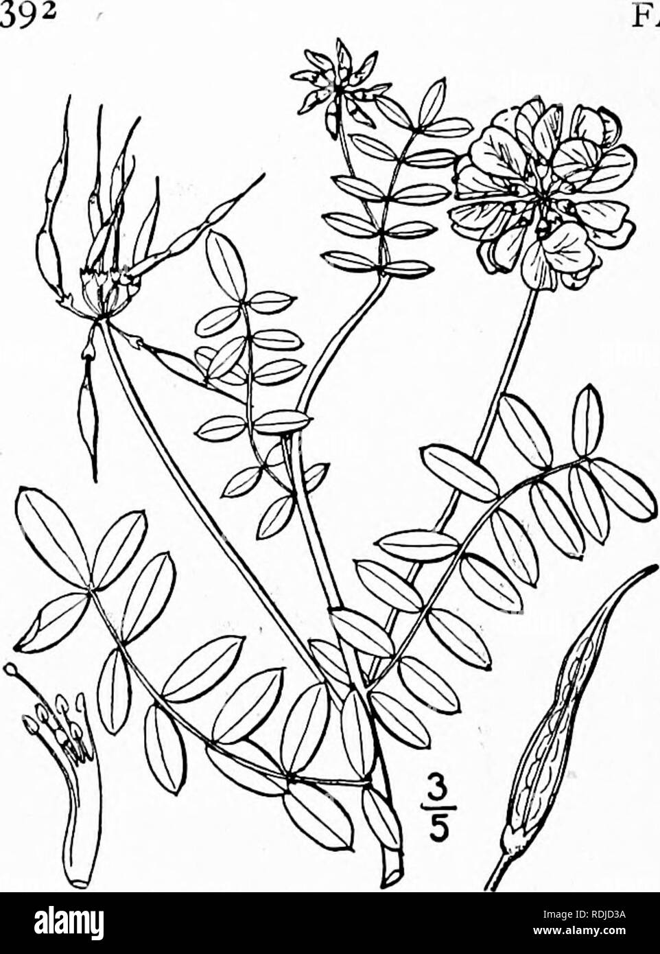 Mucronate Black and White Stock Photos & Images - Alamy