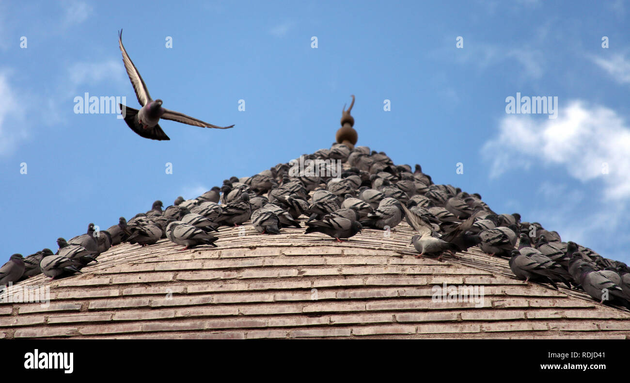 Dove - Bird Stock Photo - Alamy