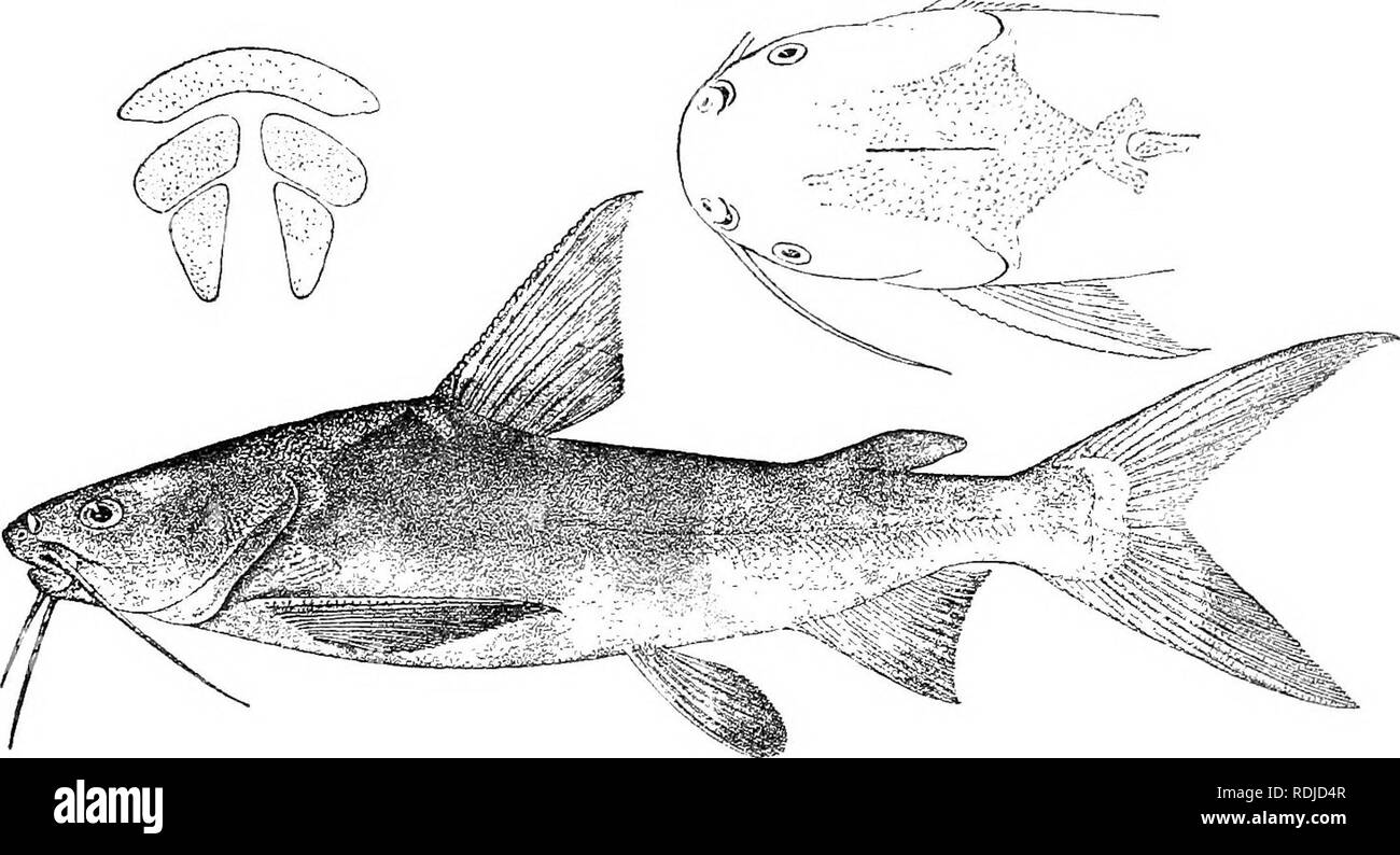 Freshwater fish africa Black and White Stock Photos & Images - Alamy