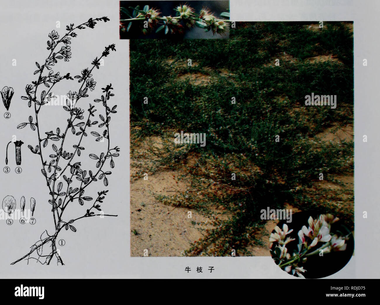 Vassil hi-res stock photography and images - Alamy