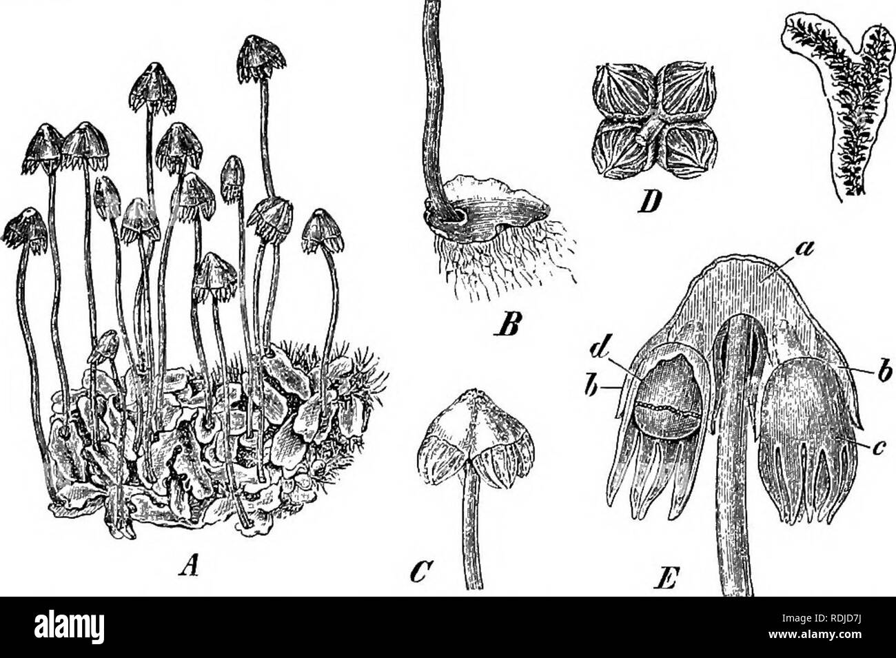 Self fruiting Black and White Stock Photos & Images - Alamy