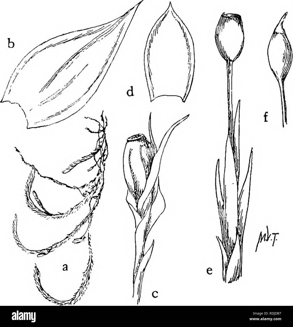 Curved drooping Cut Out Stock Images & Pictures - Alamy