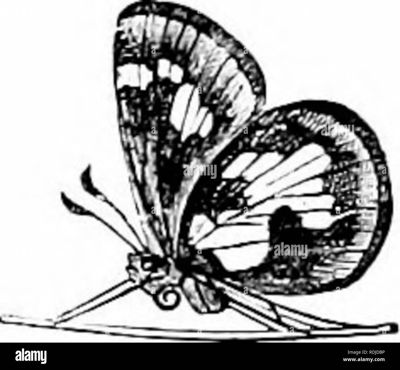 . Natural history of animals;. Zoology. IS8 ARTHROPODS: INSECTS ...