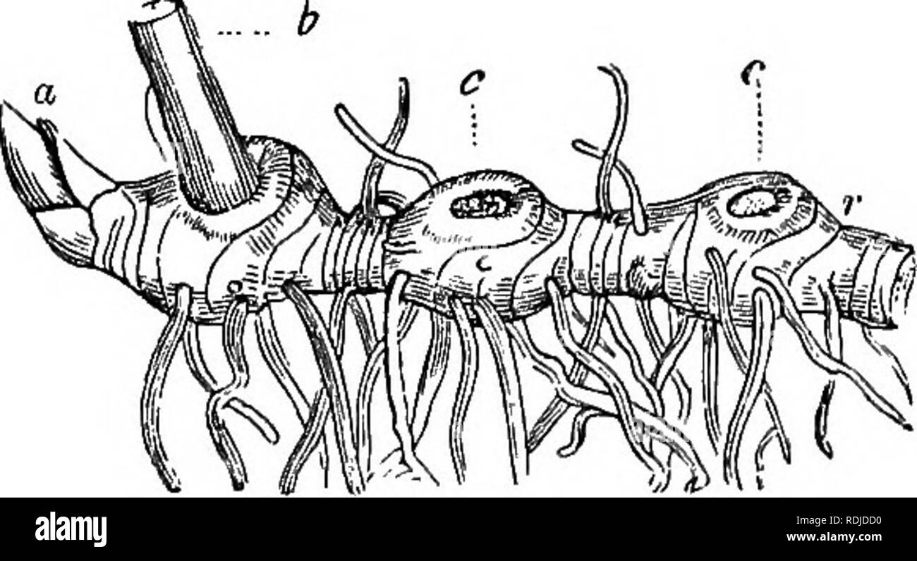 Rhizome plant Black and White Stock Photos & Images - Alamy