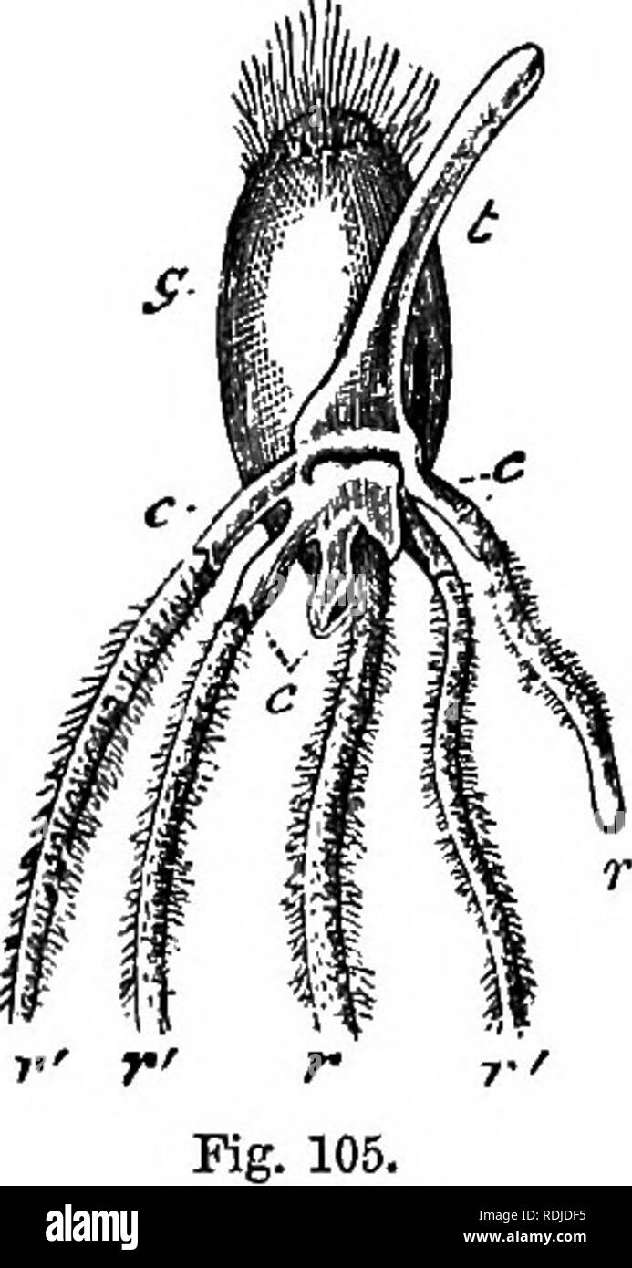 Fibrus hi-res stock photography and images - Alamy